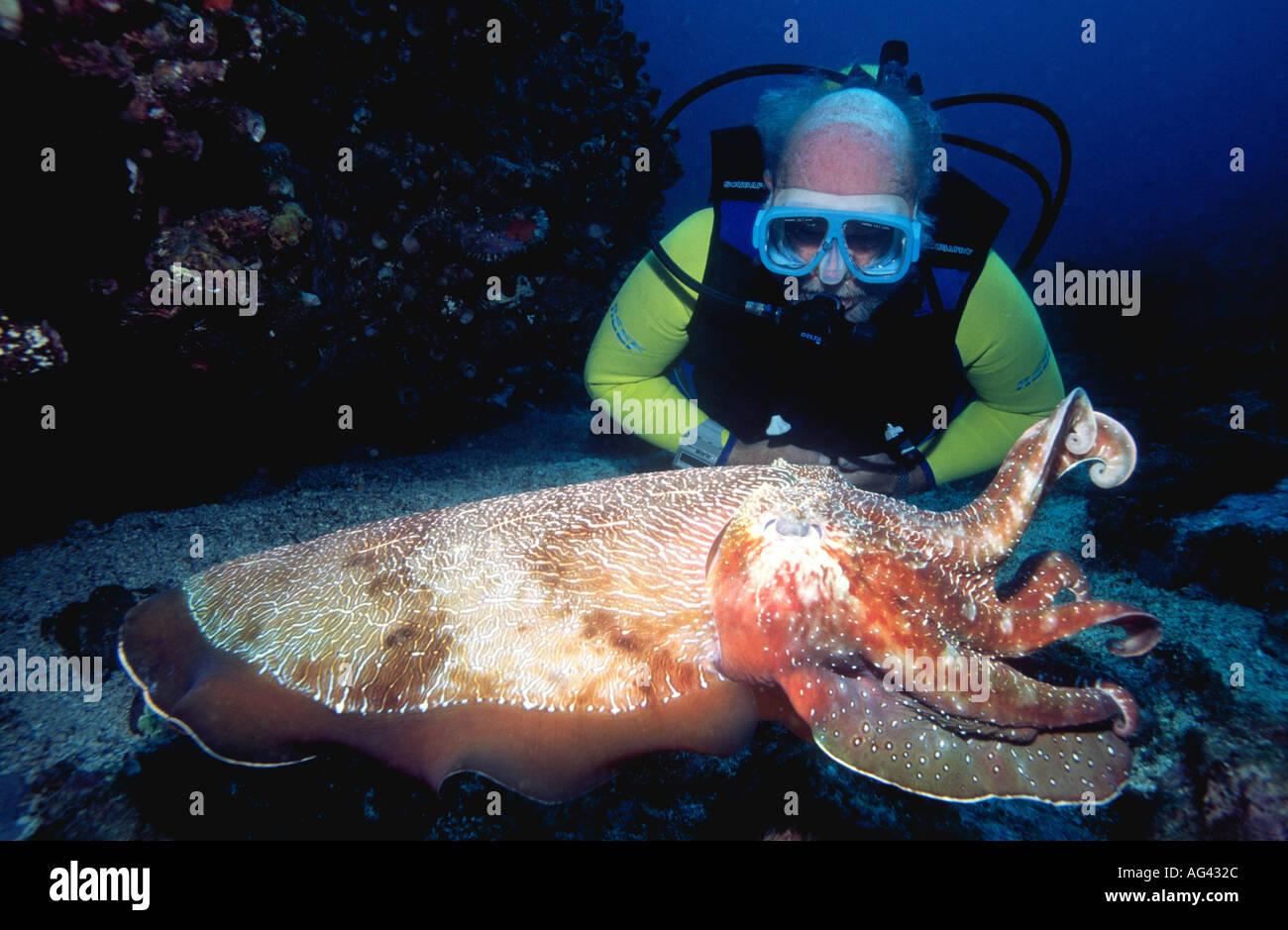 Australian cuttle fish hi-res stock photography and images - Alamy