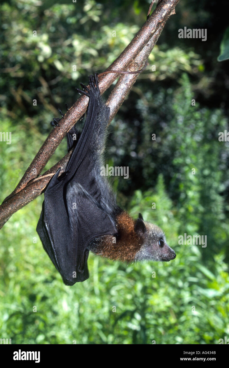 A Grey Headed Flying Fox hanging from a branch. These bats are endemic ...