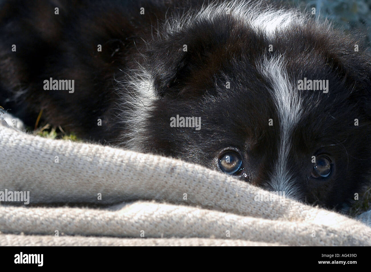 A Border Collie puppy waking up from a nap Stock Photo - Alamy