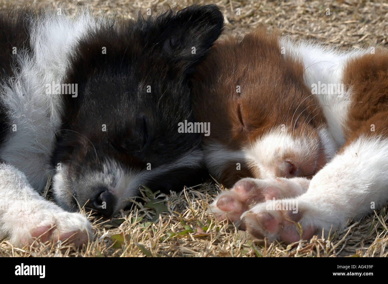 Two Border Collie puppies taking a nap Stock Photo - Alamy