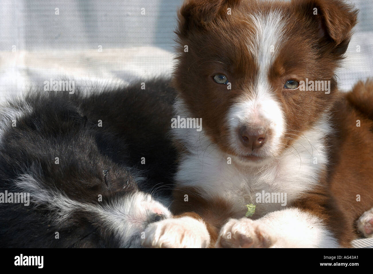 Nap pals hi-res stock photography and images - Alamy