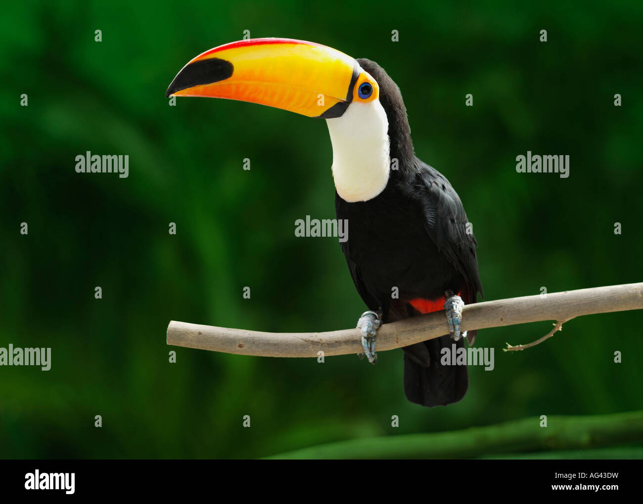 Wild toucan eating fruit hi-res stock photography and images - Alamy