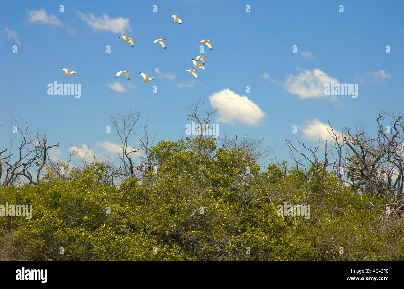 Storks in Rio Lagartos Mexico Stock Photo - Alamy