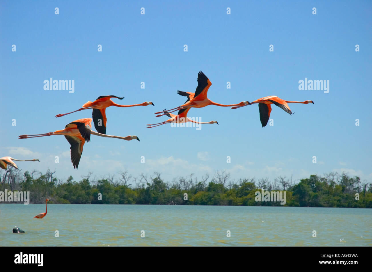 Flamingos flying water hi-res stock photography and images - Alamy