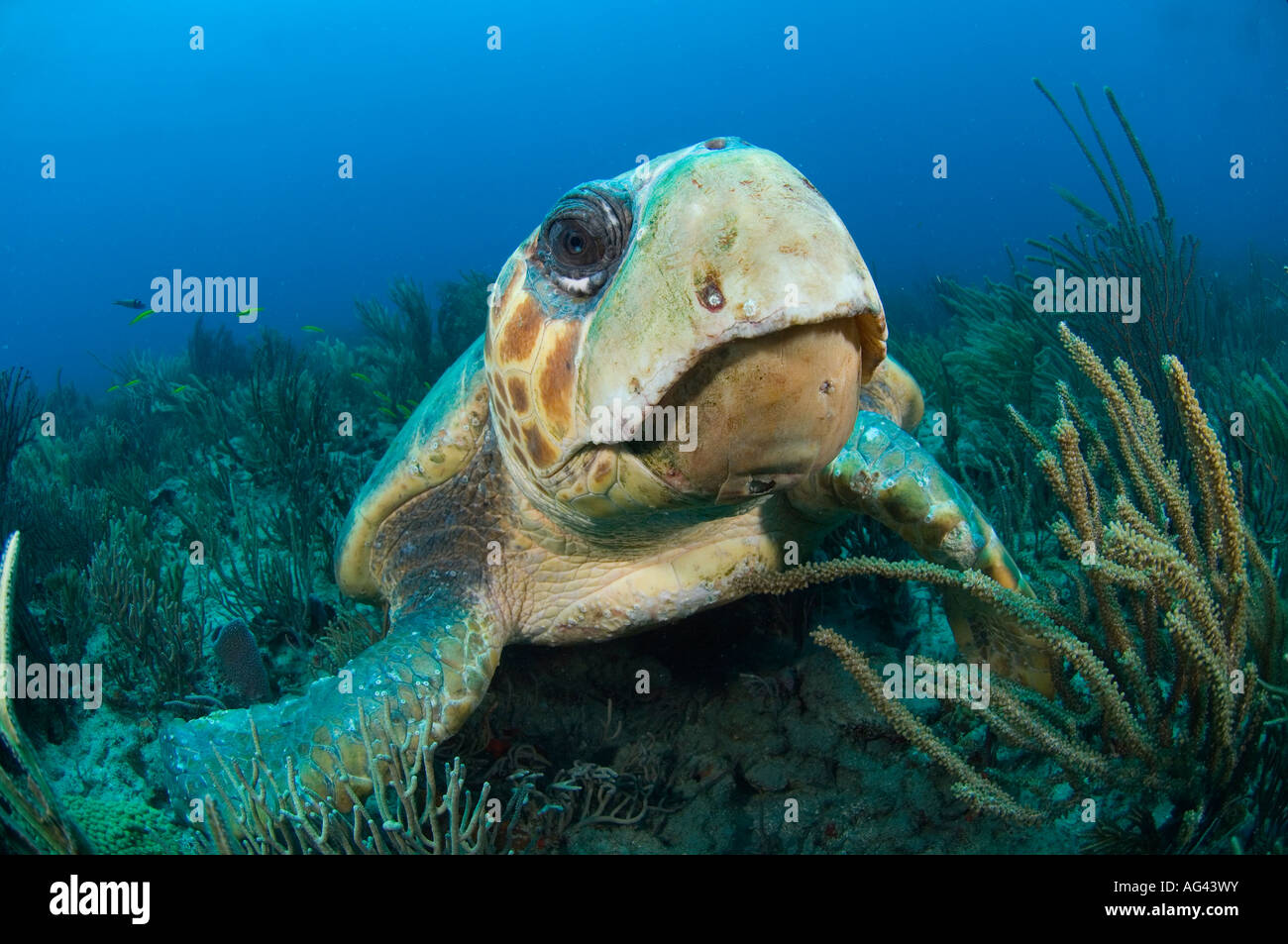 Loggerhead Sea Turtle (Caretta caretta) in Palm Beach, FL Stock Photo ...