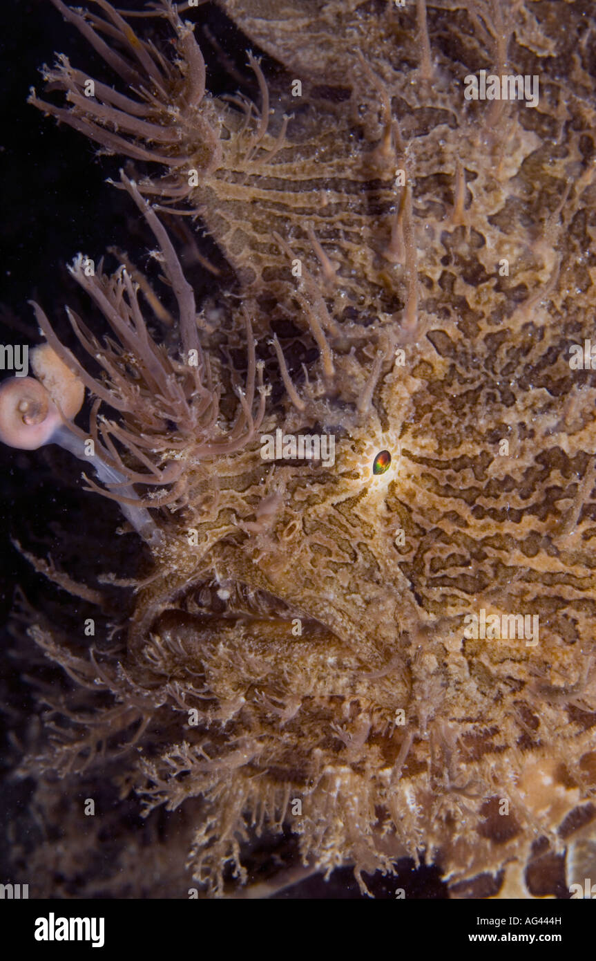 Striated Frogfish (Antennarius striatus), a type of angler fish, in ...