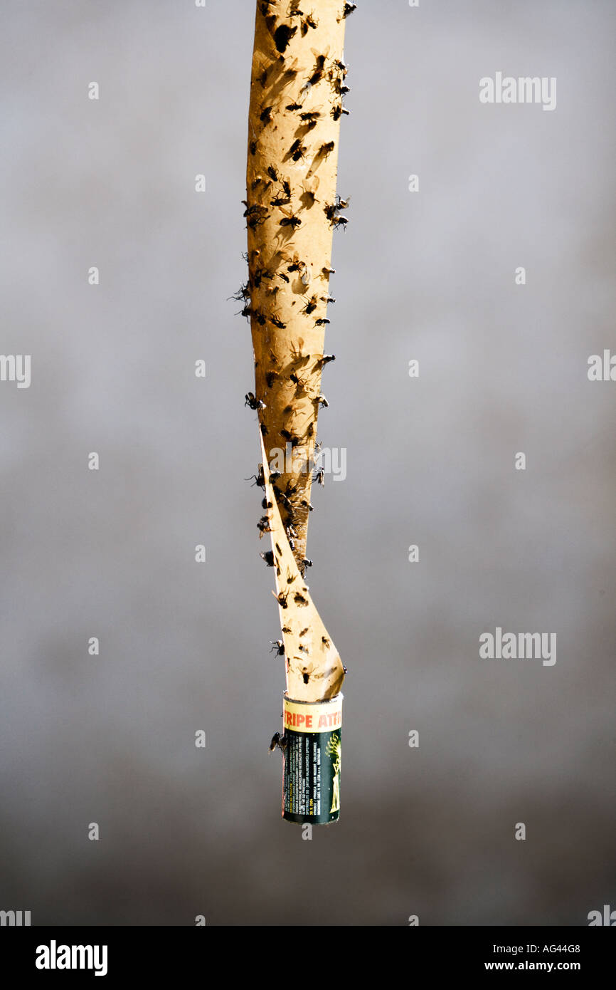 Sticky fly paper hi-res stock photography and images - Alamy