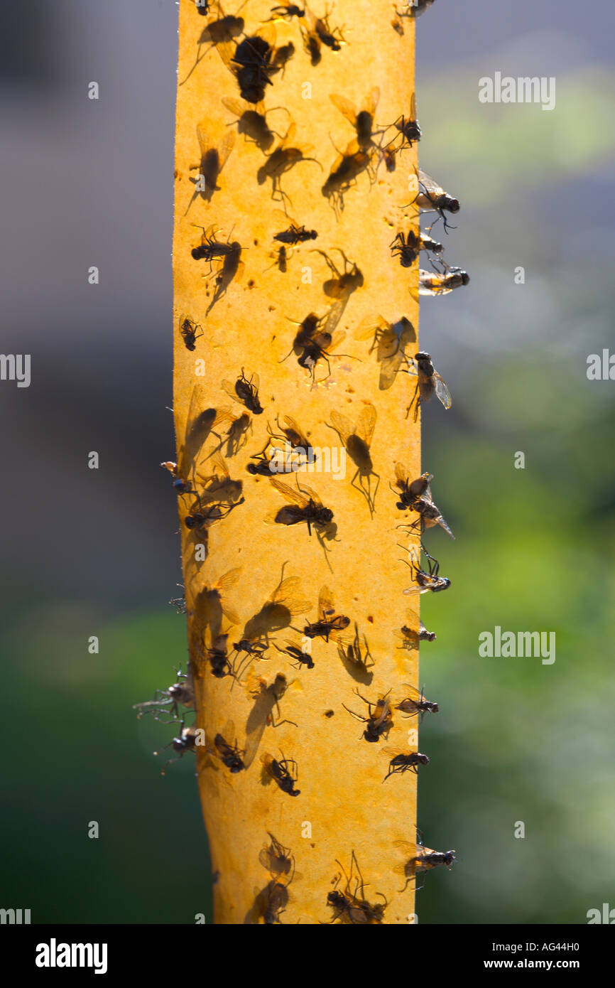 STICKY FLY PAPER Stock Photo - Alamy