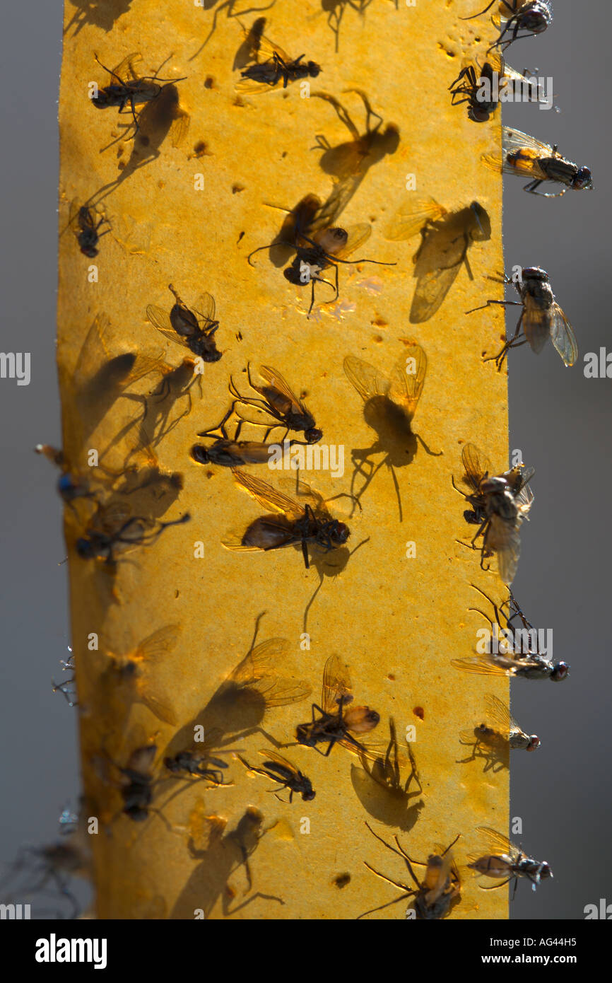 STICKY FLY PAPER Stock Photo - Alamy