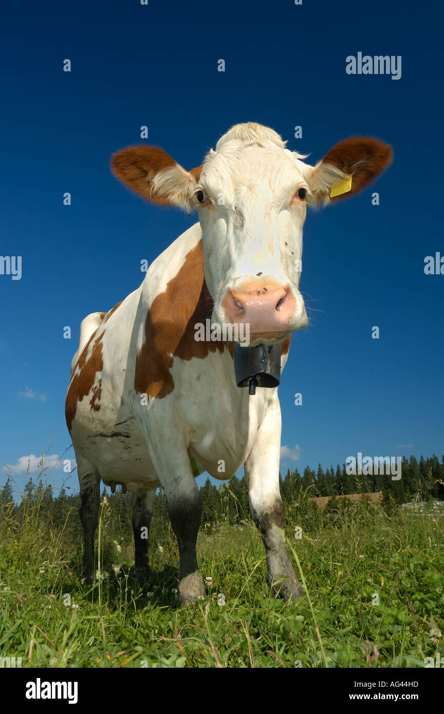 Curious Swiss cow Stock Photo - Alamy