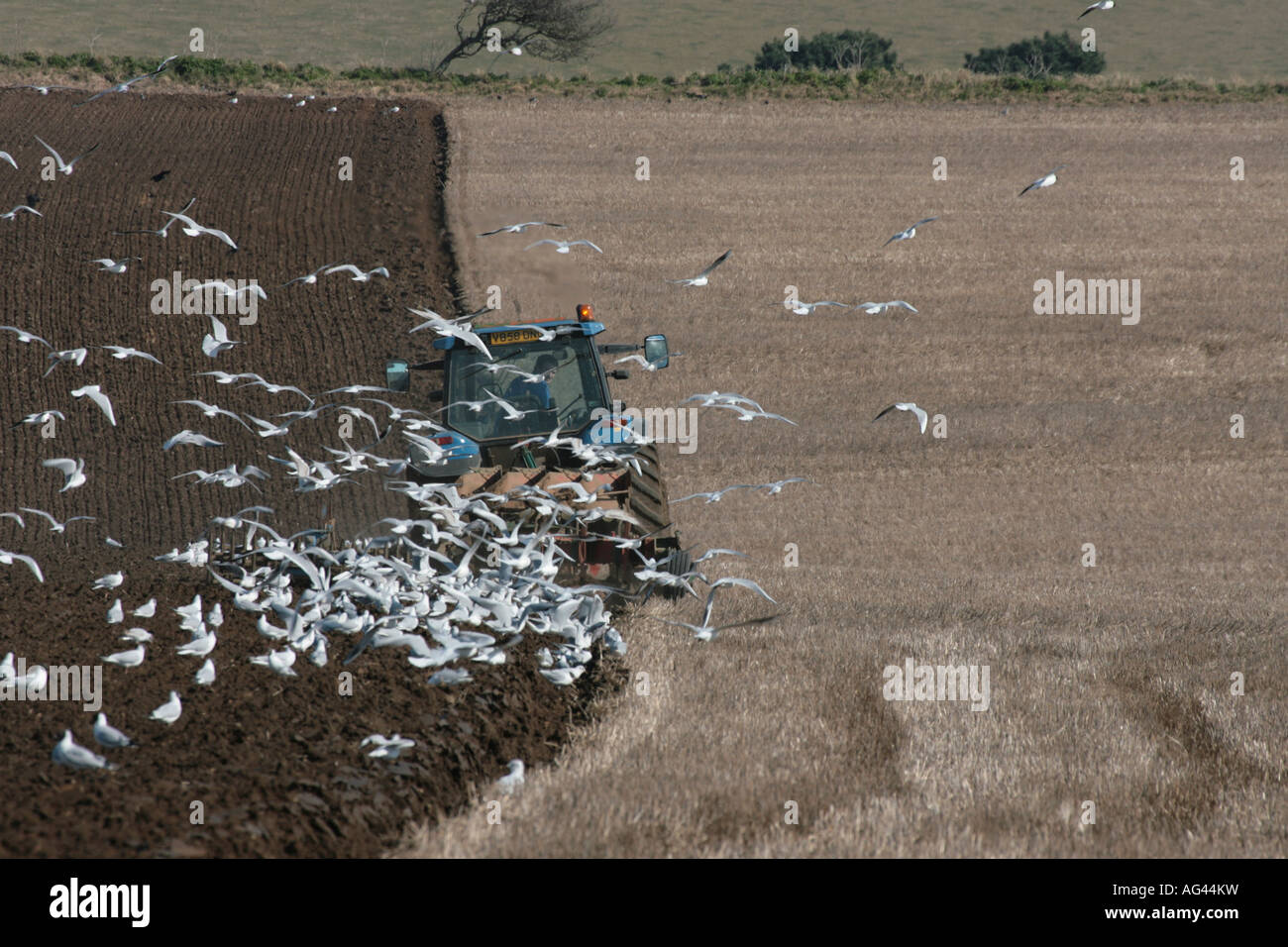 Tractor ploughing with gulls flying behind on the North Norfolk coast ...