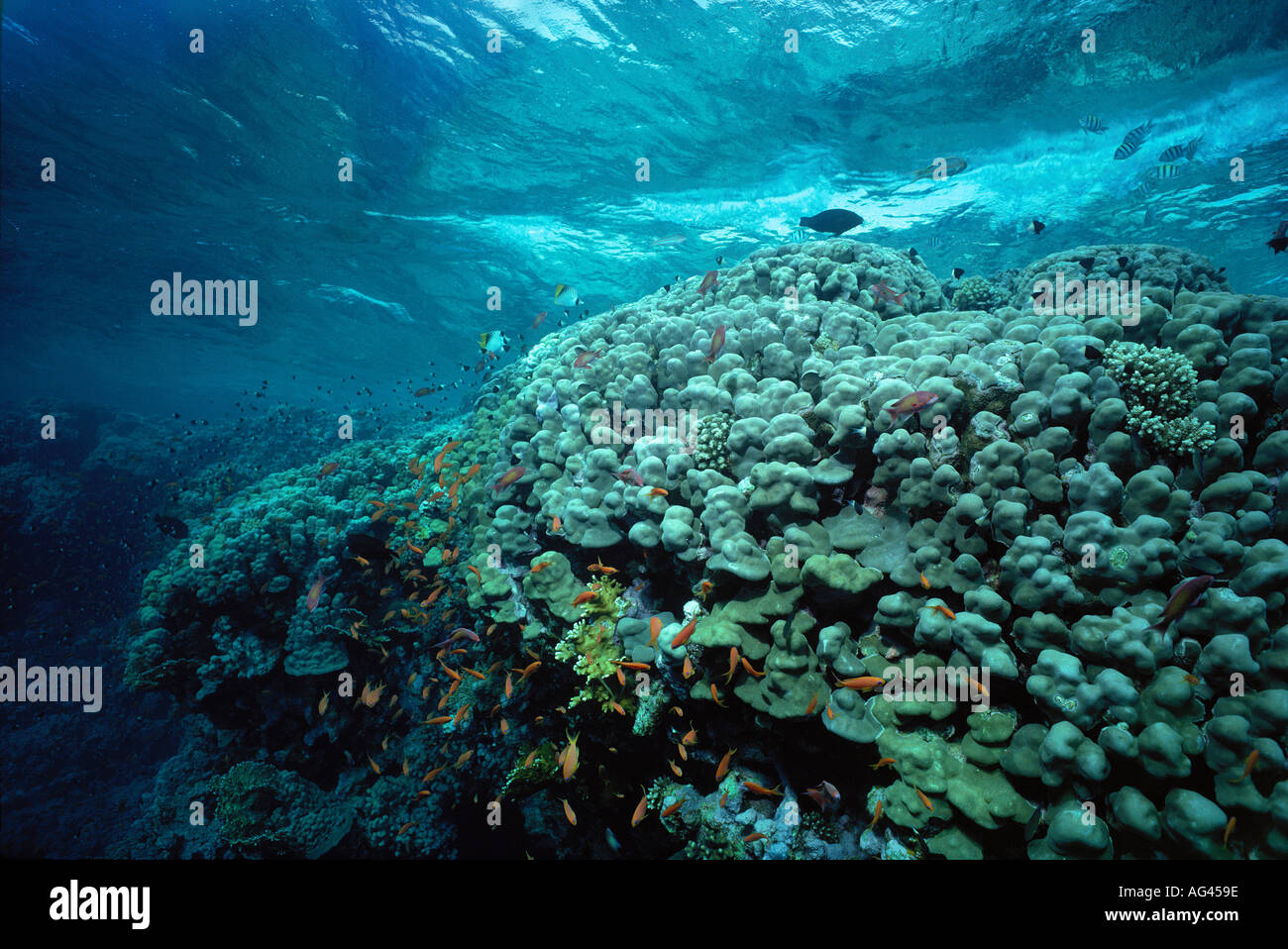 Costal ecosystem hi-res stock photography and images - Alamy
