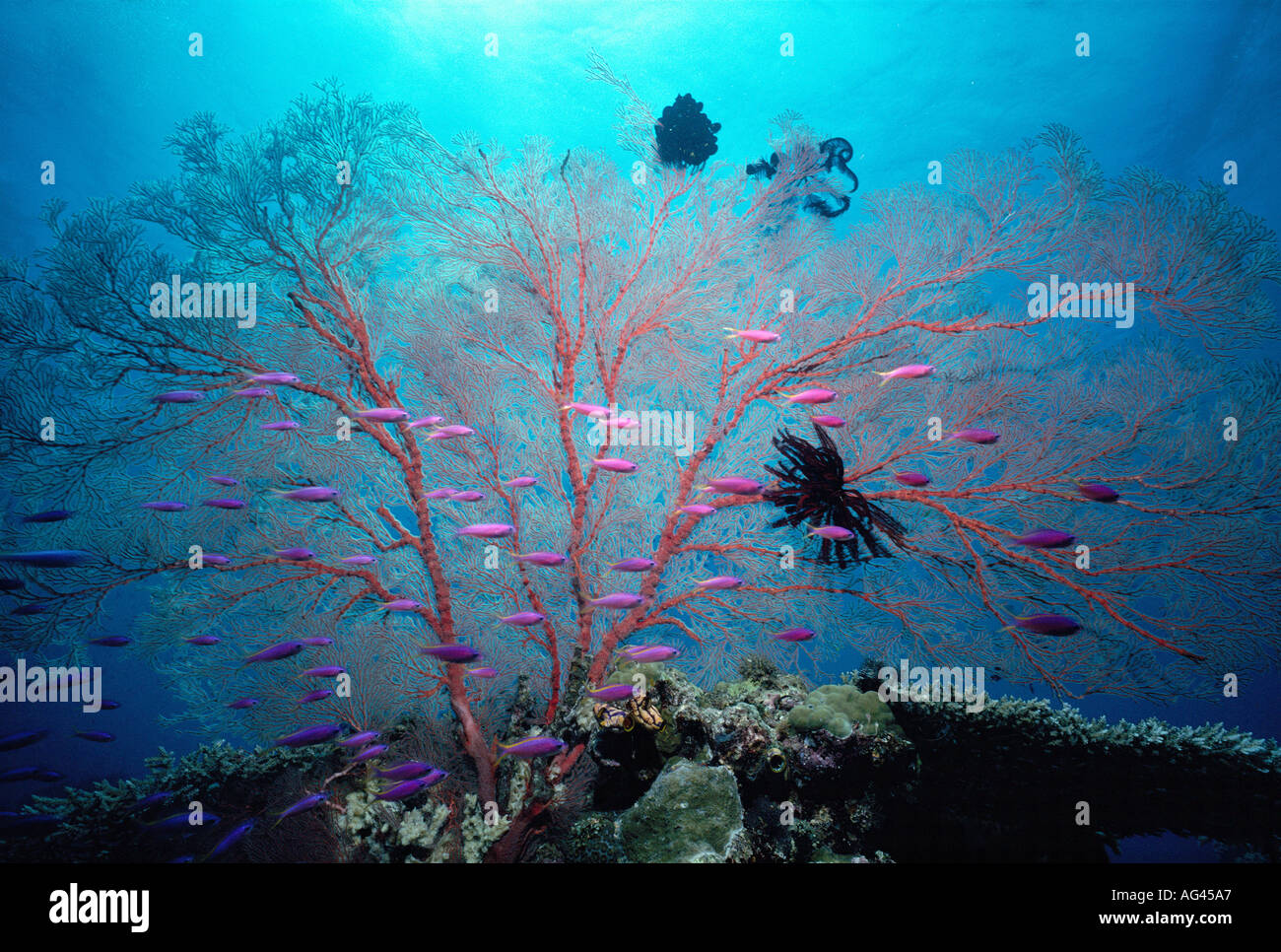 Sea Fan coral and fish Stock Photo - Alamy