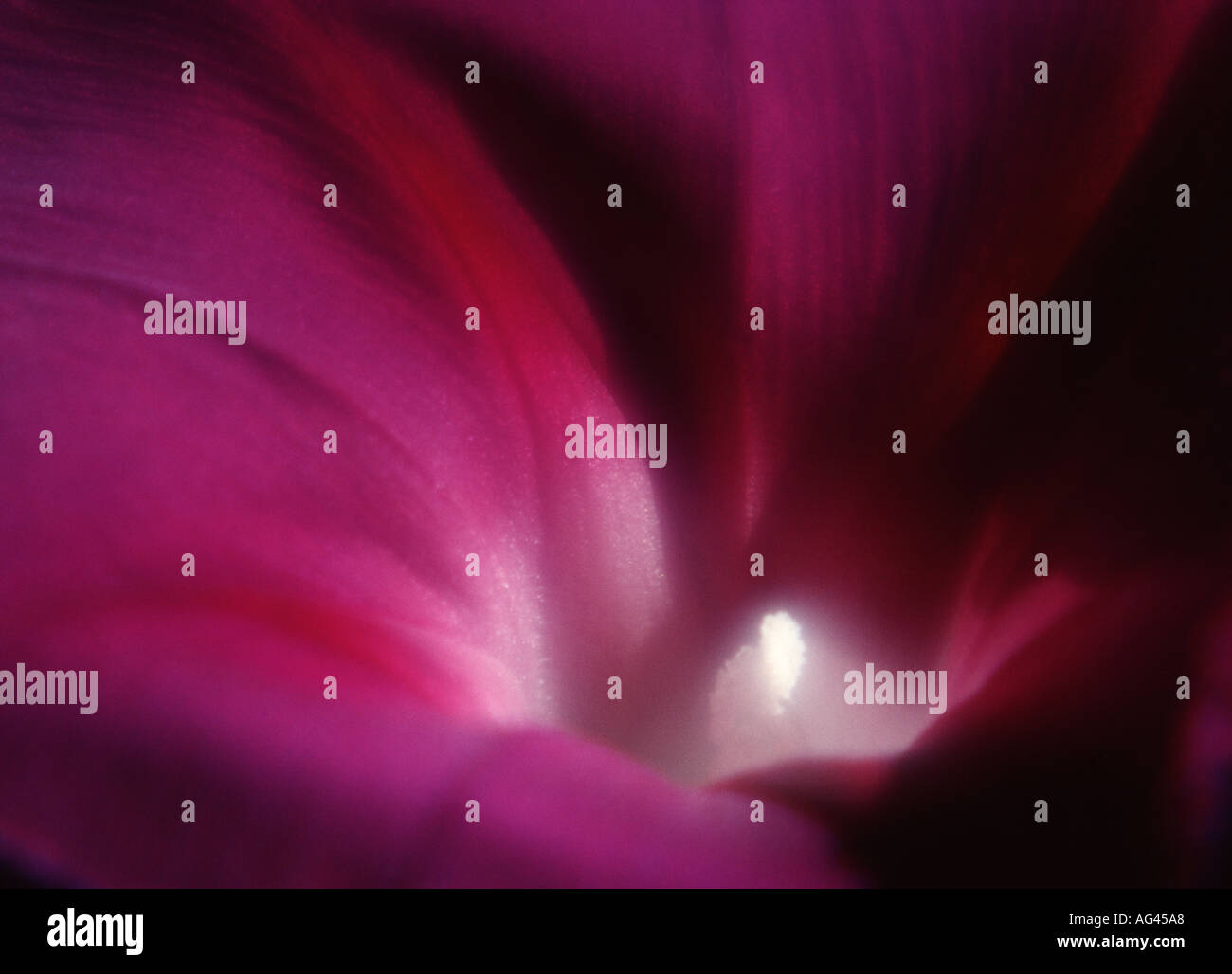 Luminous hue hi-res stock photography and images - Alamy