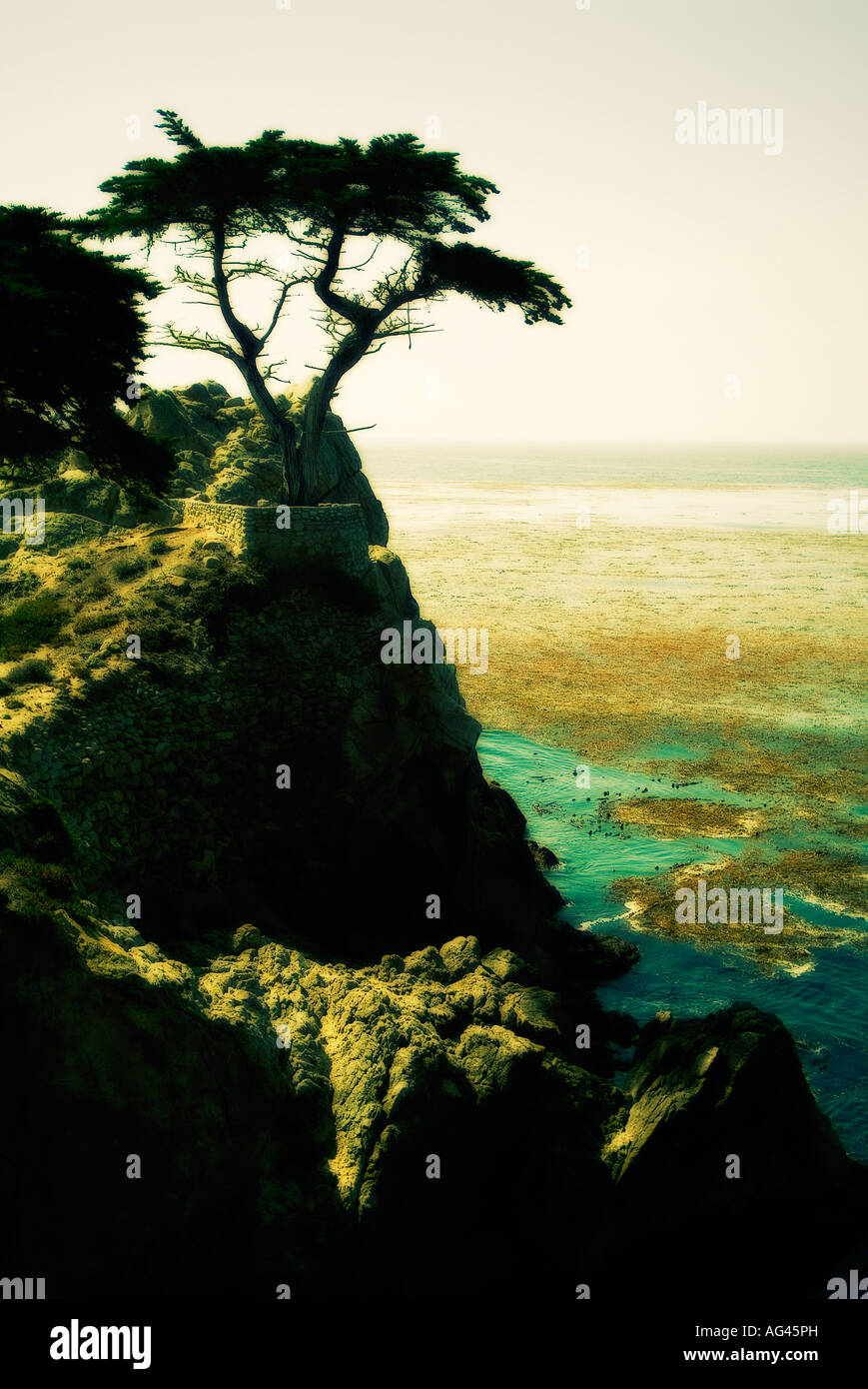 The Lone Cypress Tree. 17-Mile Drive. Monterey Bay. California. USA ...