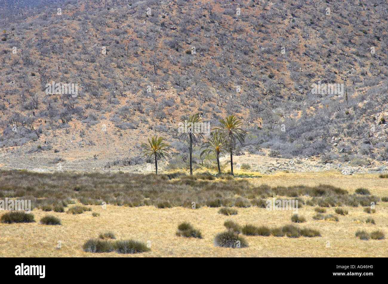 Desert in Baja California Mexico Stock Photo - Alamy