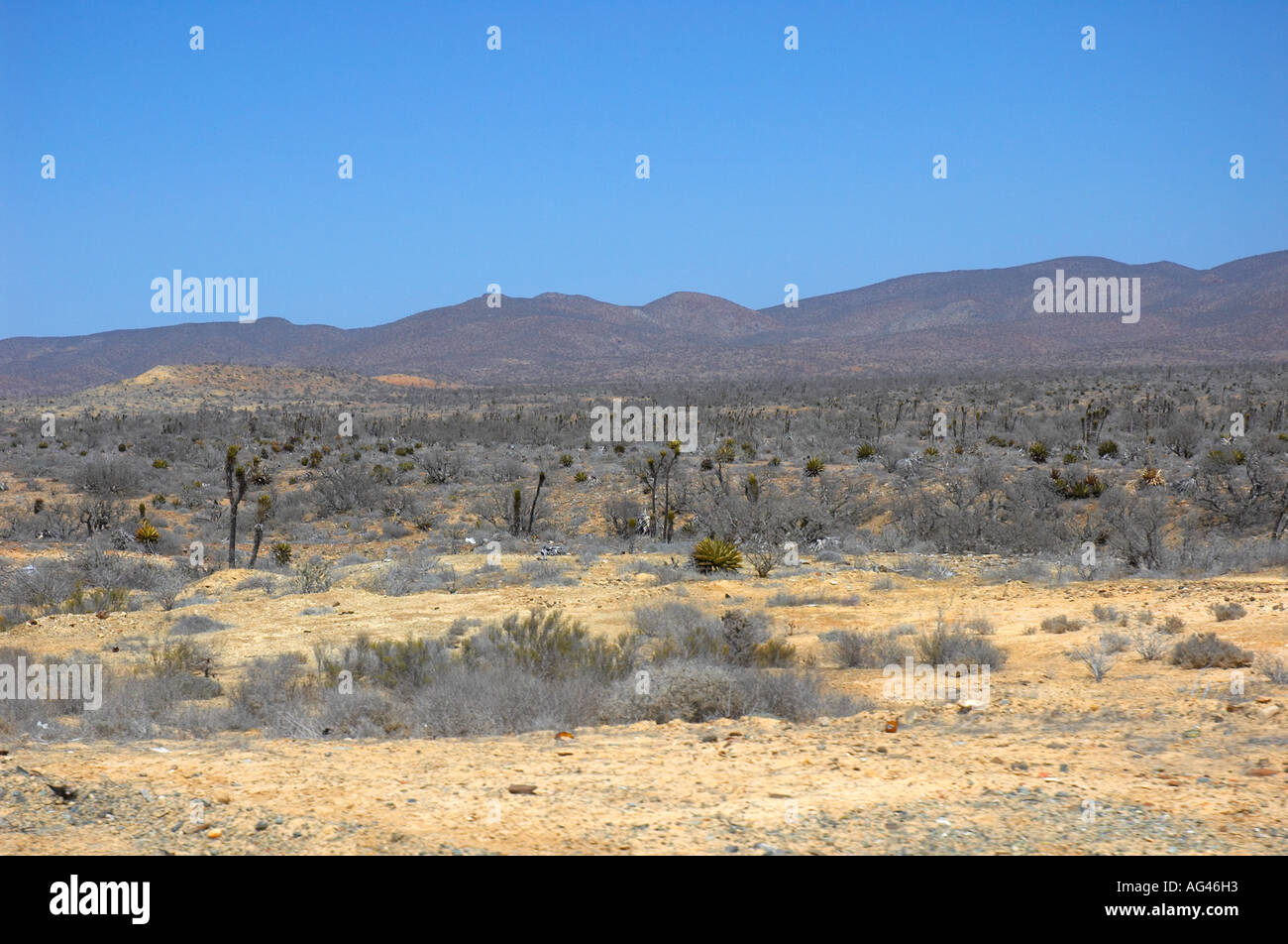Desert in Baja California Mexico Stock Photo - Alamy
