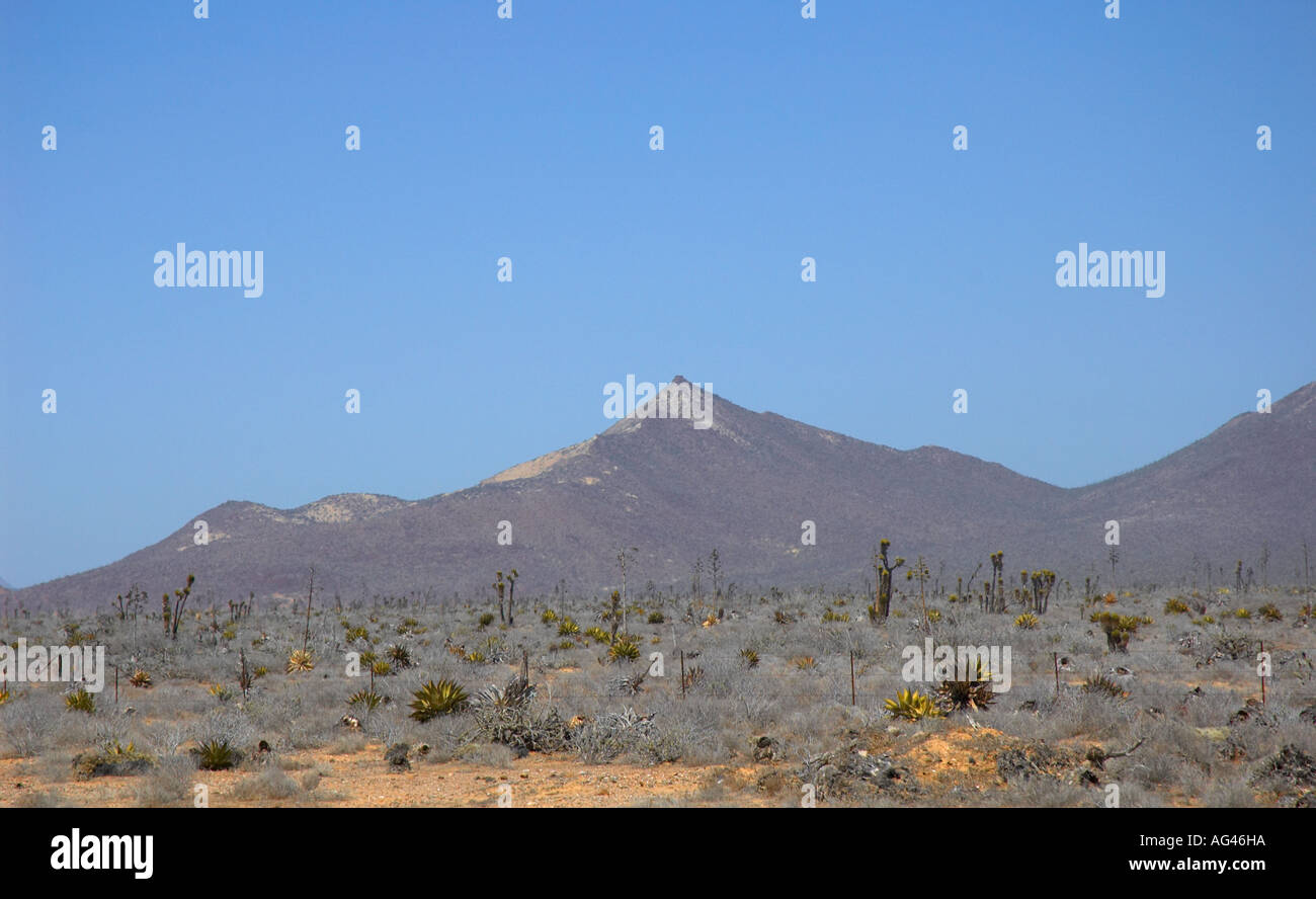Desert in Baja California Mexico Stock Photo - Alamy
