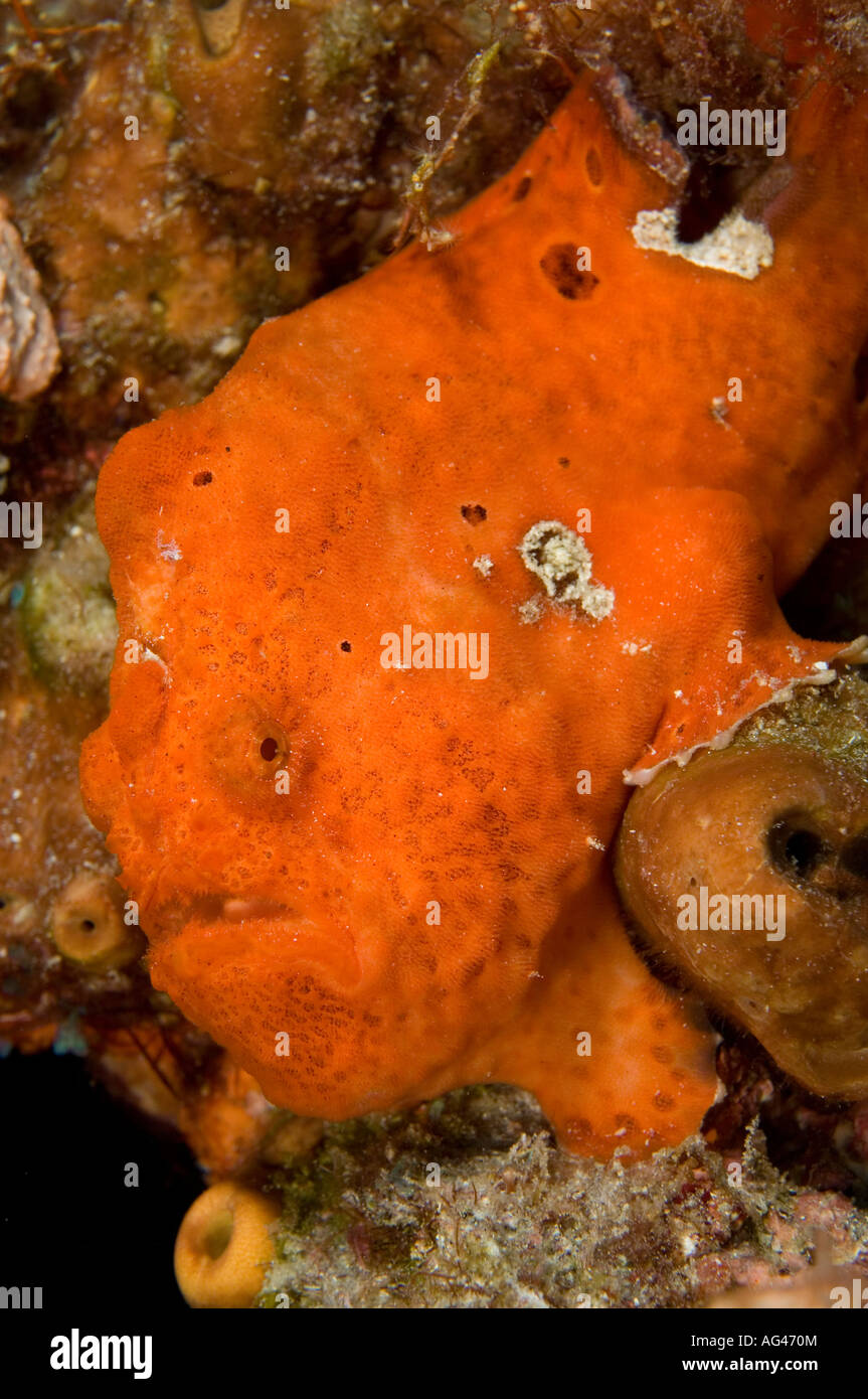 Longlure Frogfish (Antennarius multiocellatus) photographed in the ...