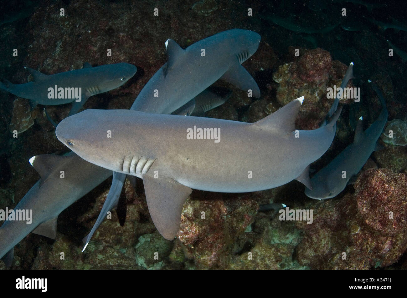 White-tip Reef Sharks (Triaenodon obesus) hunting at night in Cocos ...