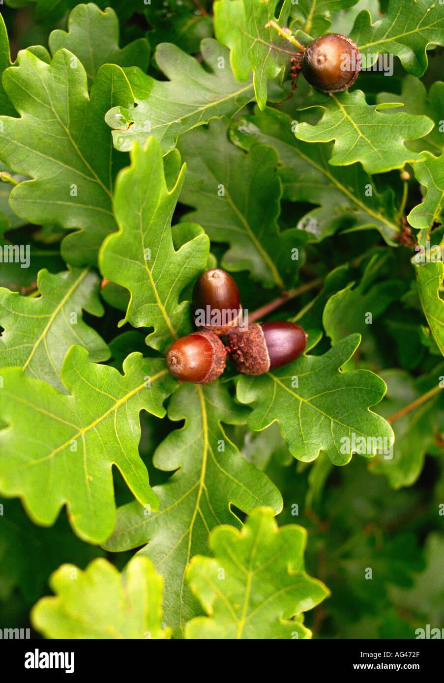 Acorns with oak leaves hi-res stock photography and images - Alamy