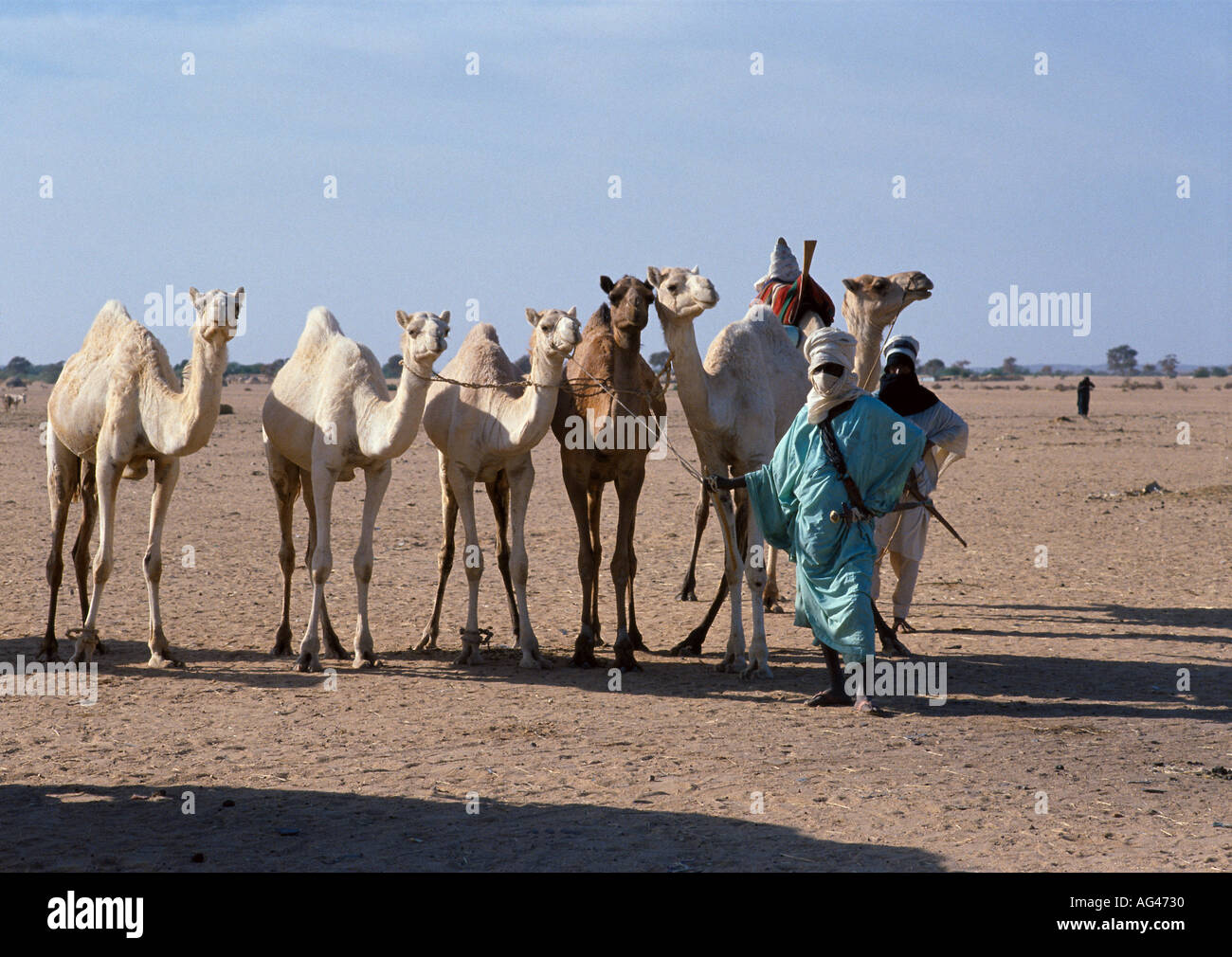 Camels and Tuareg nomads in the Sahara desert Stock Photo - Alamy