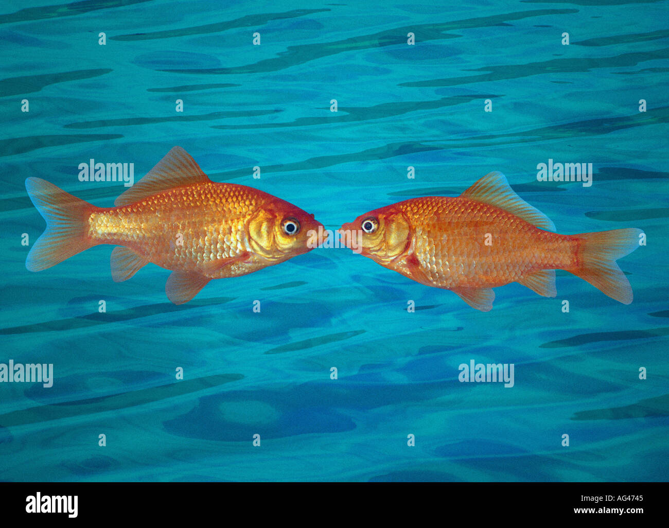 Two fish facing hi-res stock photography and images - Alamy