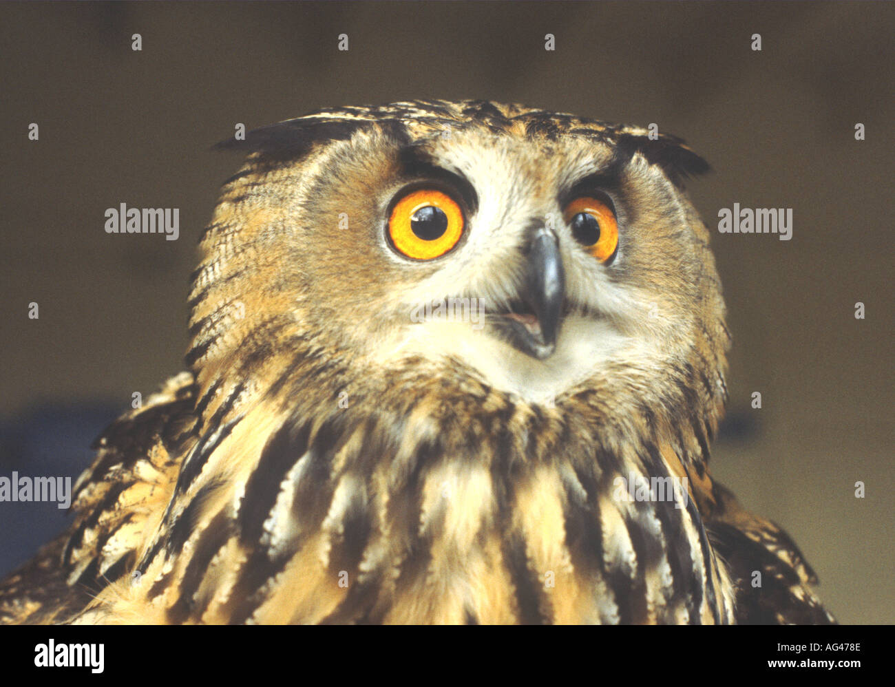 EUROPEAN EAGLE OWL Stock Photo - Alamy