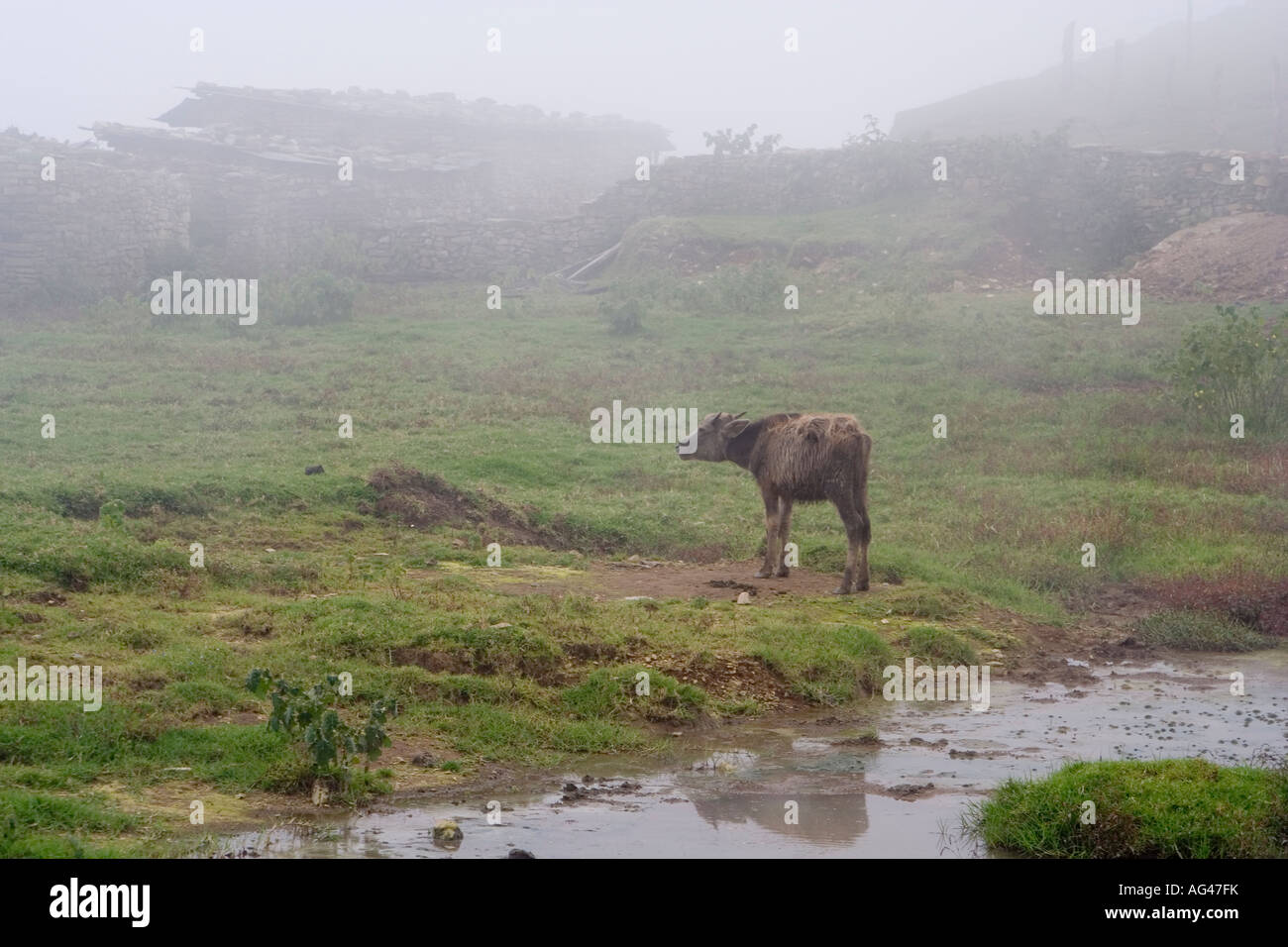 A nepalese cow in the himalayas Stock Photo - Alamy