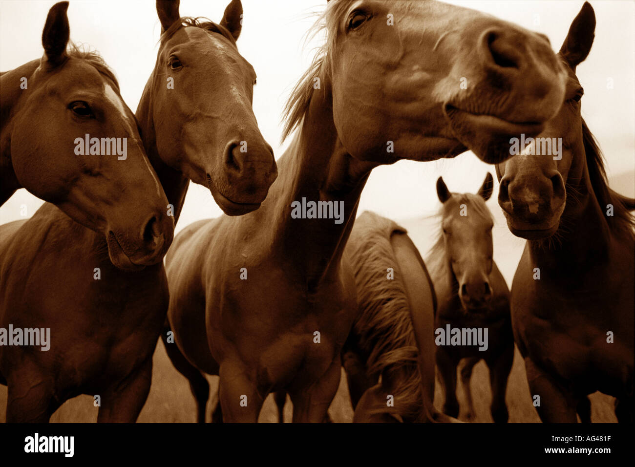 Nebraska wind farm hi-res stock photography and images - Alamy