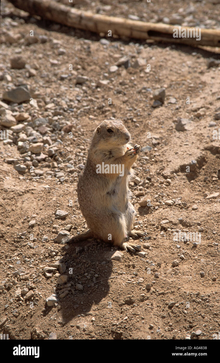 Arizona USA Sonoran Desert Museum Flora Fauna Prairie Dogs Stock Photo ...