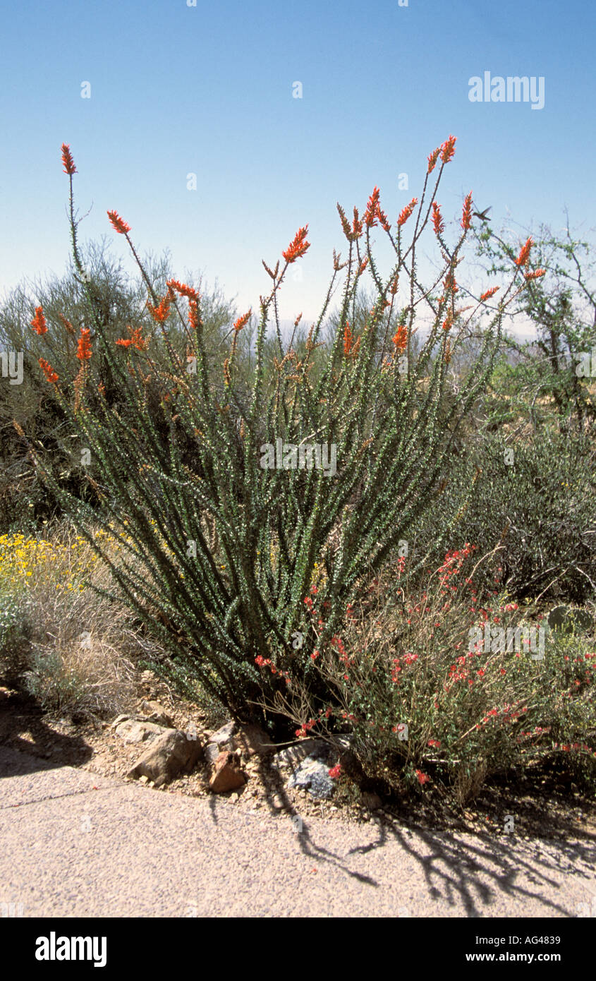 Arizona USA Sonoran Desert Museum Flora Fauna Coachwhip Masticophis f ...