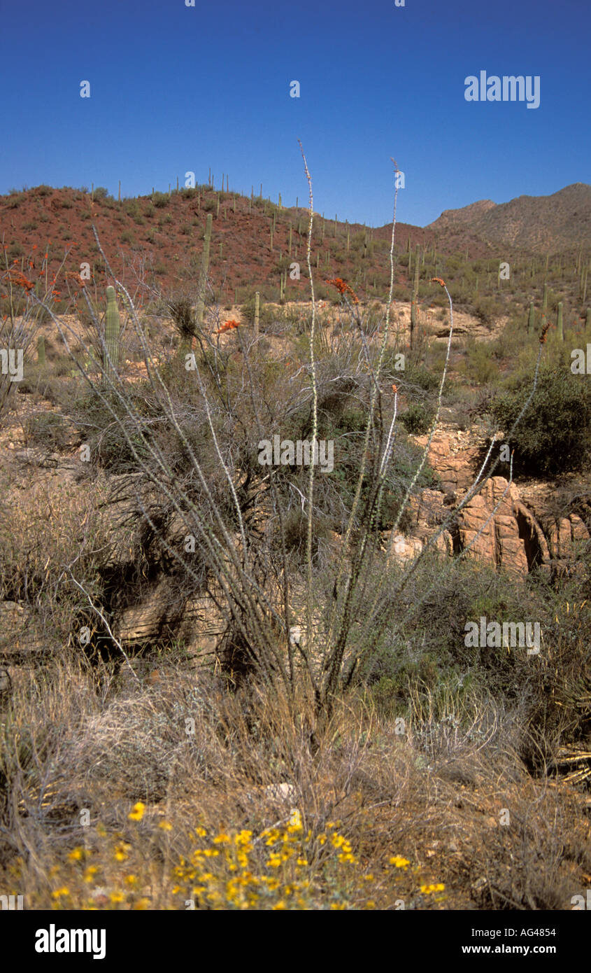 Arizona USA Sonoran Desert Museum Flora Fauna Coachwhip Masticophis f ...