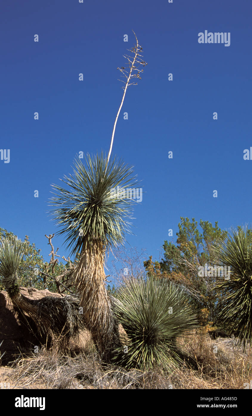 Arizona USA Sonoran Desert Museum Flora Fauna Palm Stock Photo - Alamy