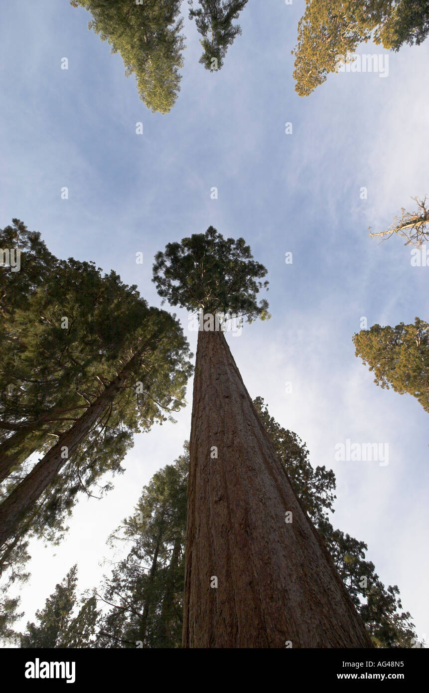 Dendron giganteum hi-res stock photography and images - Alamy