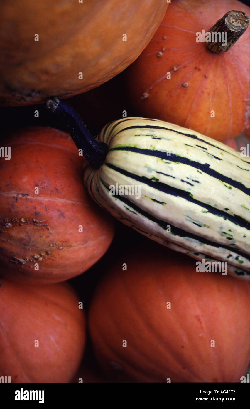 Exotic Pumpkins on Display at Londons famous Royal Kew Gardens, UK ...