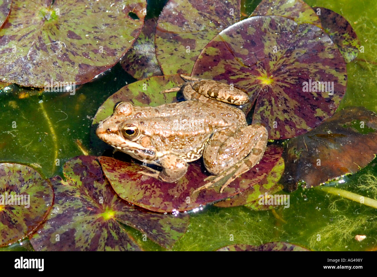 Moorish toad hi-res stock photography and images - Alamy
