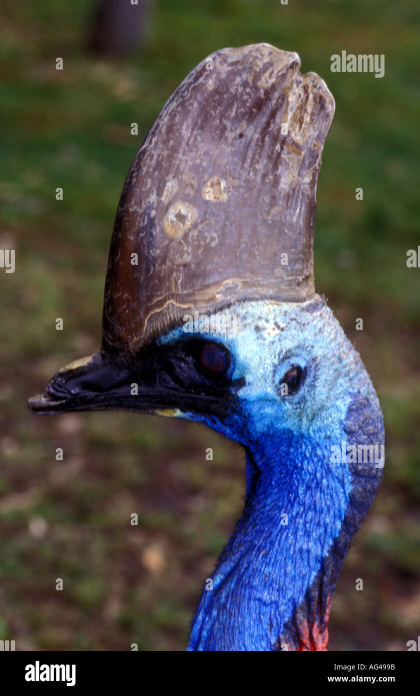 Helmet cassowary hi-res stock photography and images - Alamy
