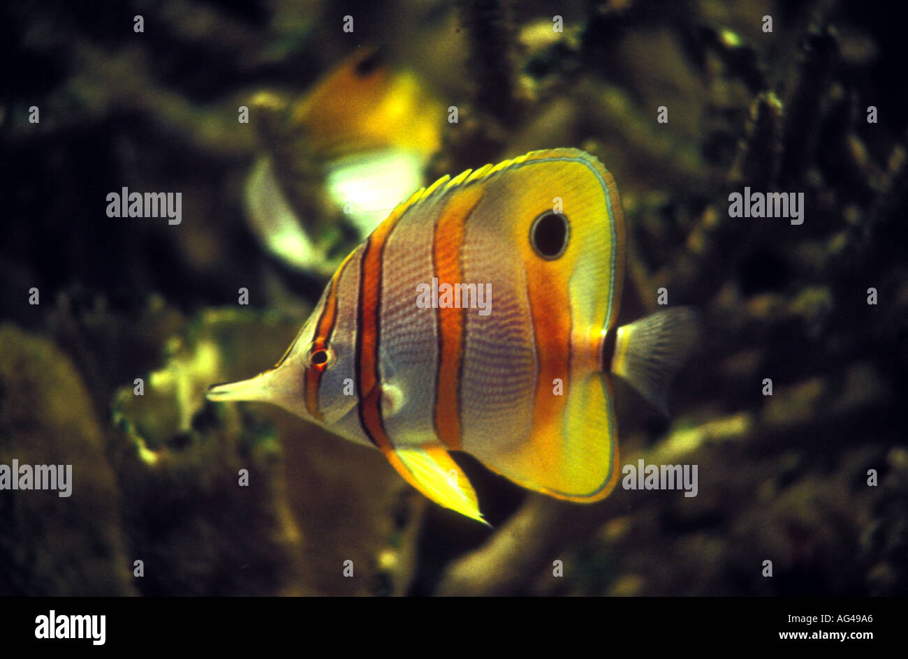 Great Barrier reef Queensland Australia fish in tank 1770 Stock Photo ...