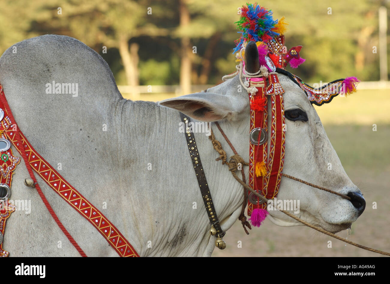 Cows decorated in costume for visitng tourist to the temples of Bagan ...