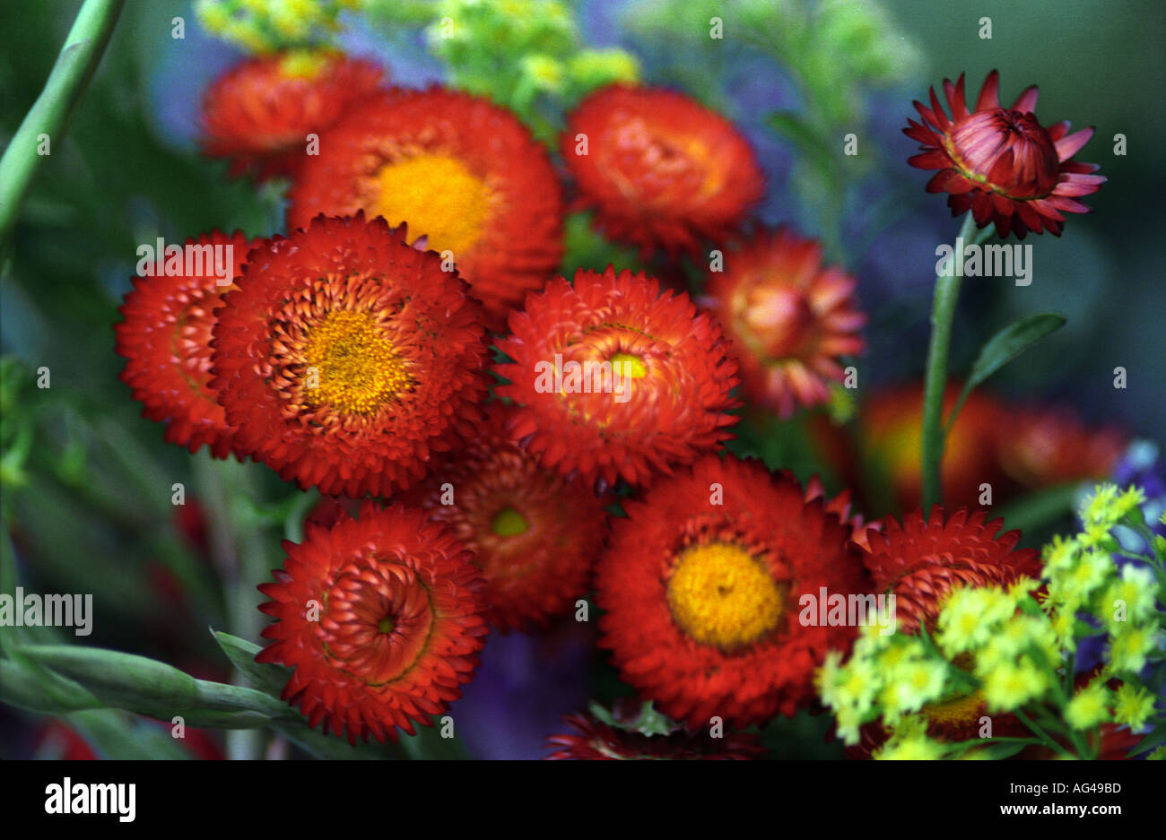 Australian native paper daisy hi-res stock photography and images - Alamy