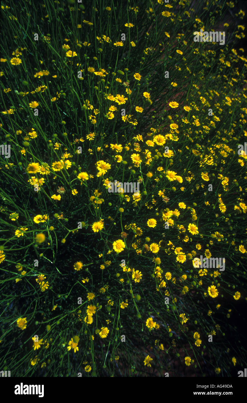 Yellow native australian daisies hi-res stock photography and images ...