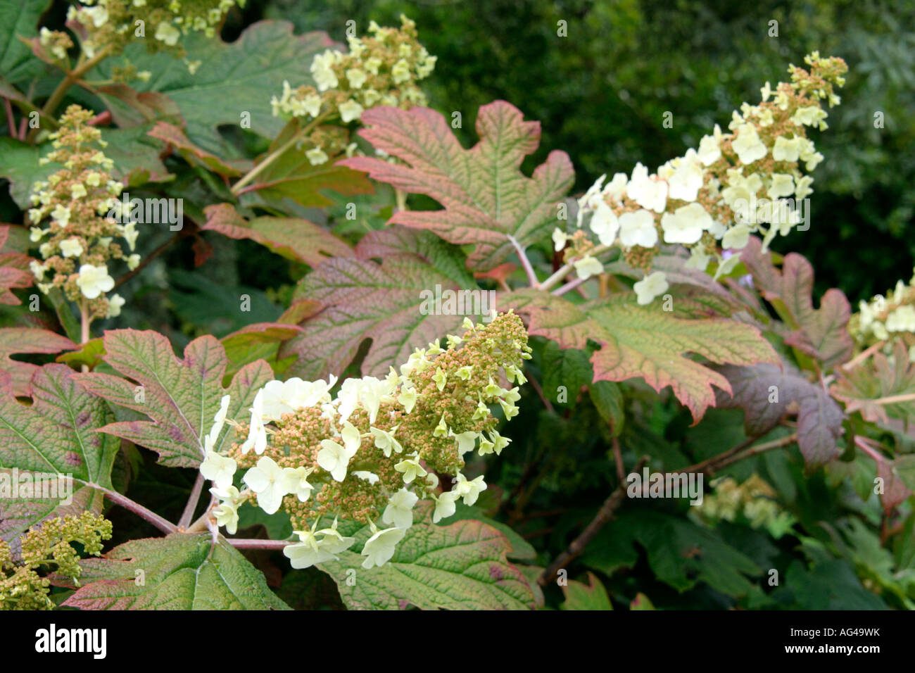 Hydrangea quercifolia hi-res stock photography and images - Alamy