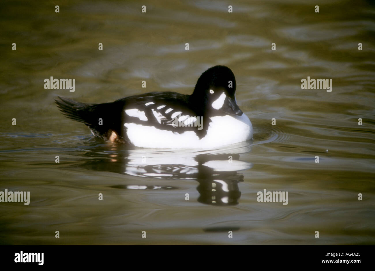 Barrow s Goldeneye Stock Photo - Alamy