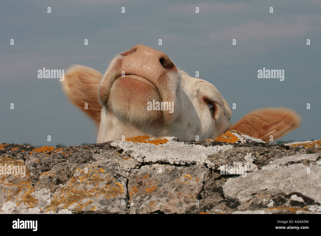Cow looking over a stone wall Stock Photo - Alamy