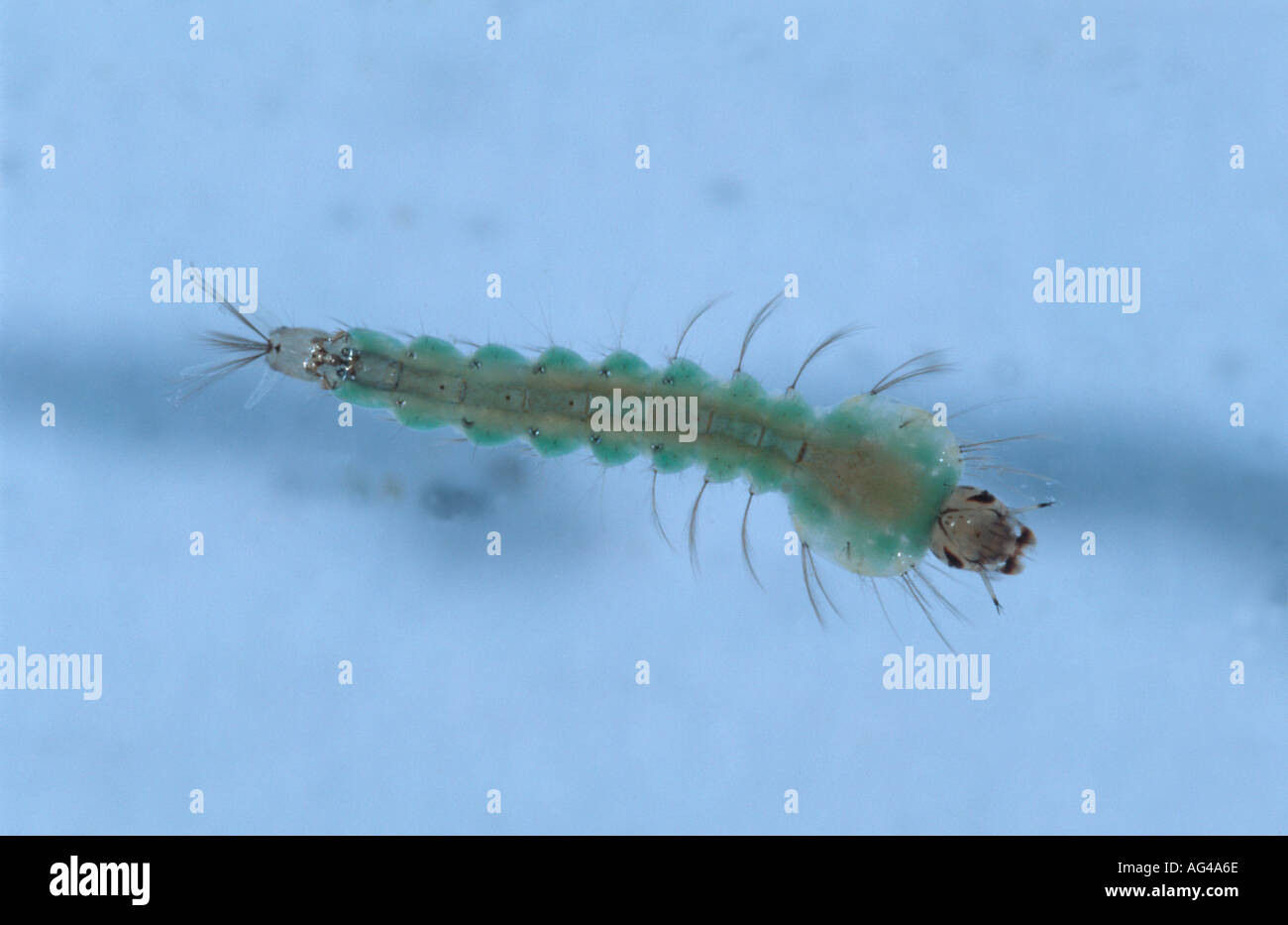 Anopheles atroparvus mosquito larvae in water viewed from above Stock ...