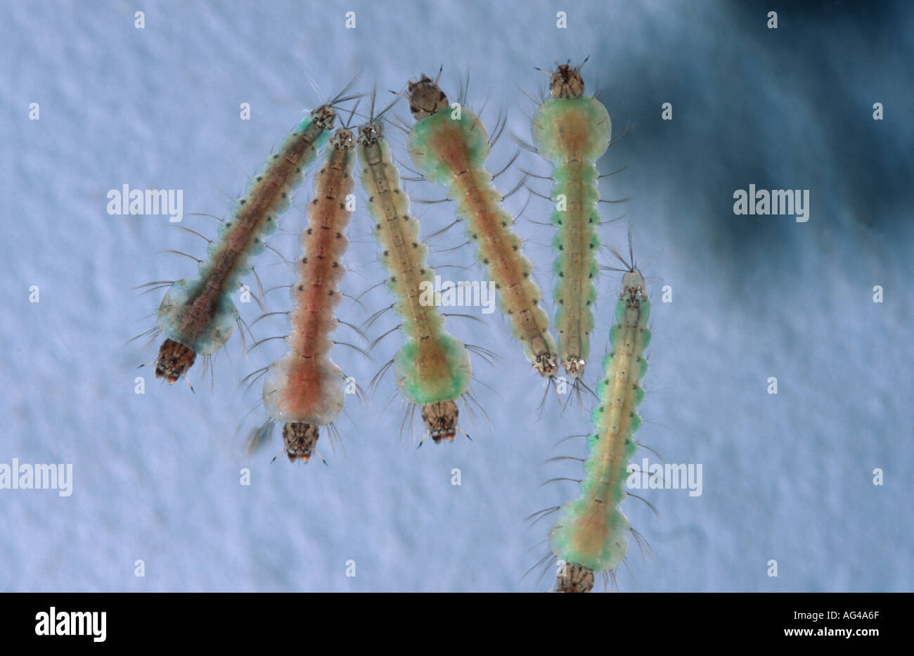 Anopheles atroparvus mosquito larvae in water viewed from above Stock ...
