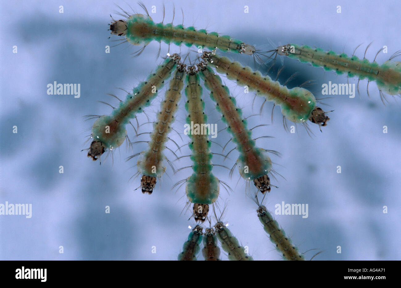 Anopheles atroparvus mosquito larvae in water viewed from above Stock ...