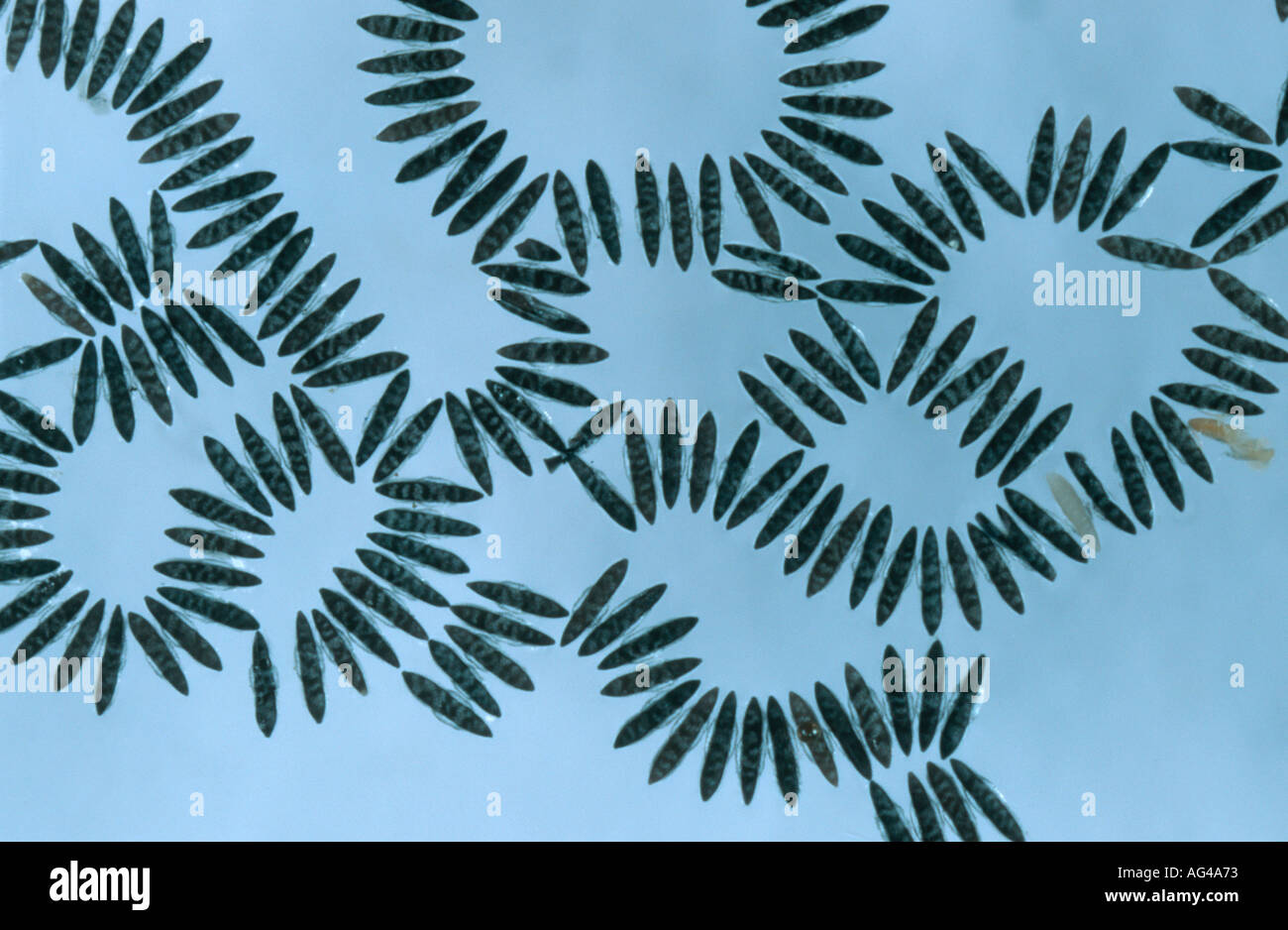 Mosquito eggs in water hi-res stock photography and images - Alamy