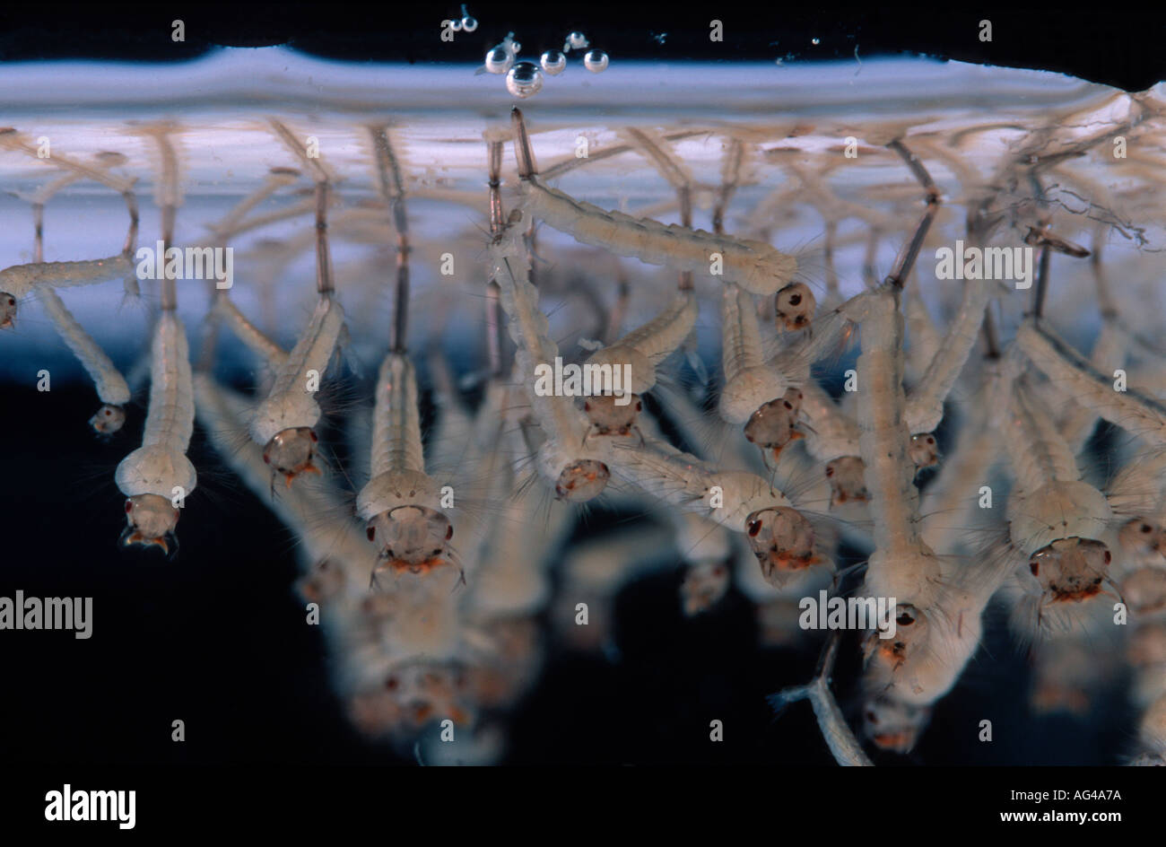 Common house mosquito larvae hi-res stock photography and images - Alamy